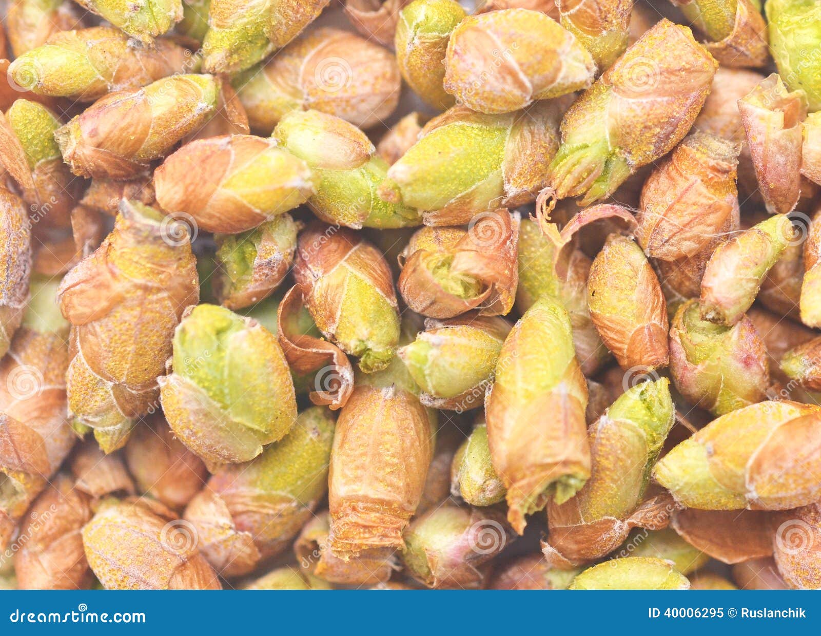 Black currant buds stock image. Image of green, plant - 40006295