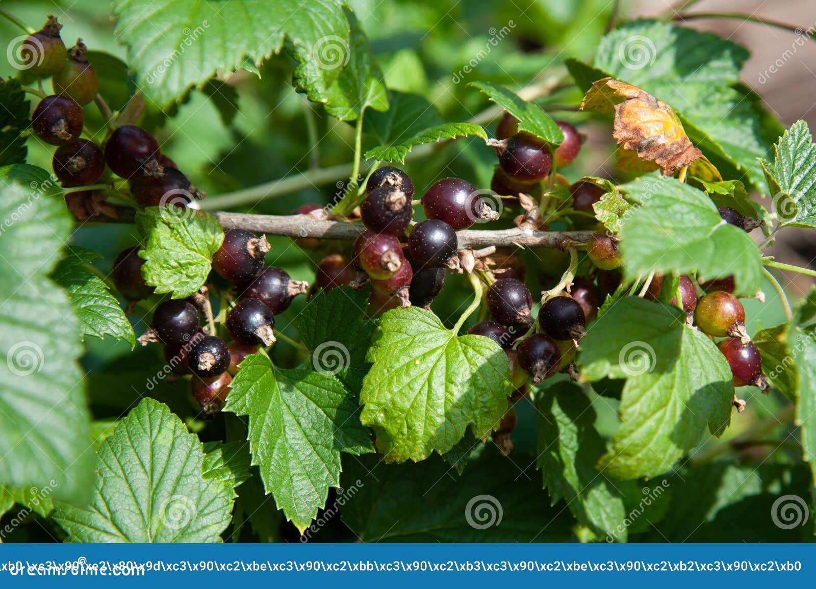 Black Currant on a Bush, Fresh Black Currant Stock Photo - Image of ...