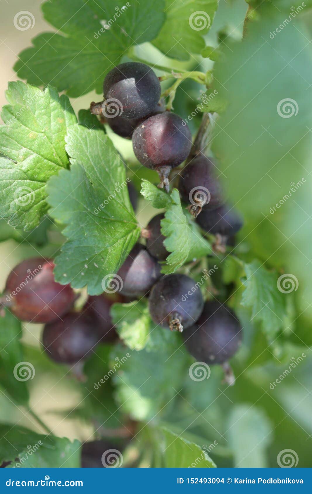 Black currant on bush stock photo. Image of macro, health - 152493094