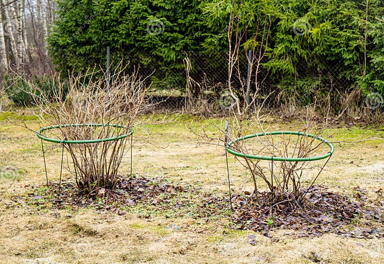 Black Currant Bush with Shrub Support Tool Outdoors in Spring ...
