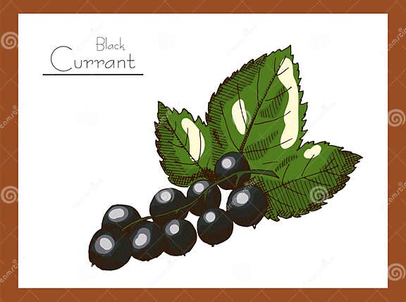 Black Currant colors stock vector. Illustration of ripe - 64924999