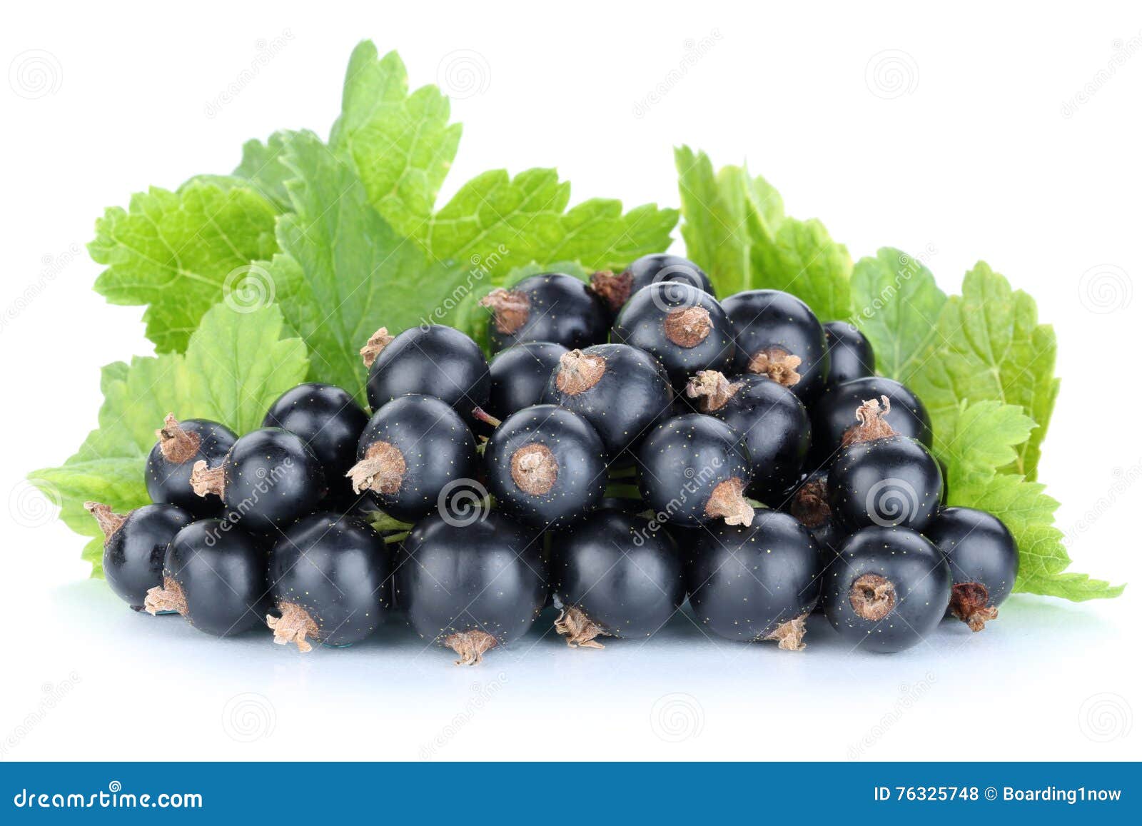 Black Currant Currants Berries Fruits Fruit Isolated Stock Photo ...