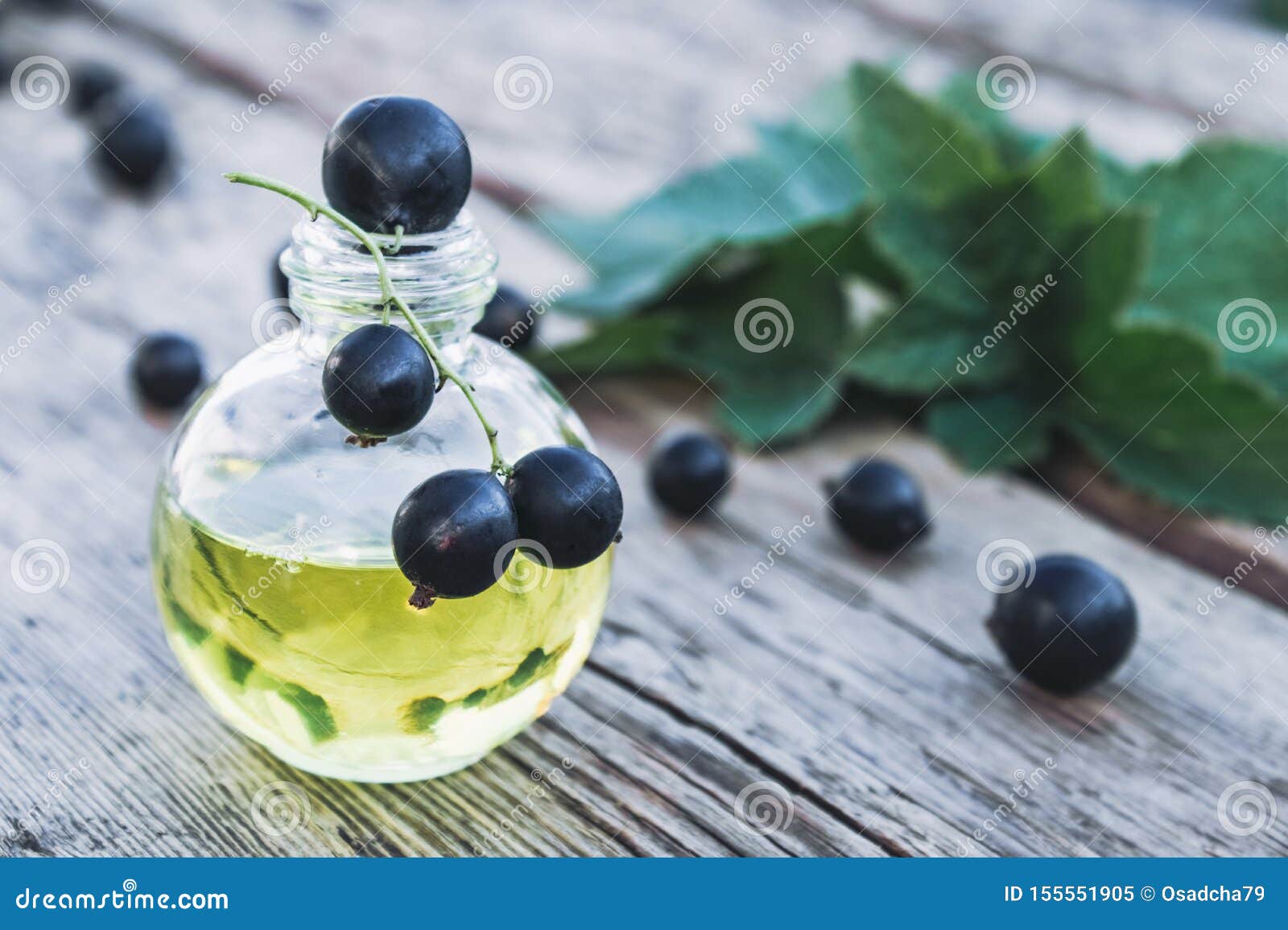 Black Currant Extract in a Glass Bottle. Medicinal Tincture with Black ...