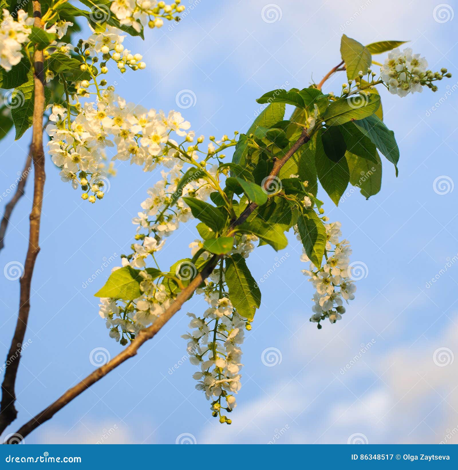 Black currant flower stock image. Image of close, aniosperms - 86348517