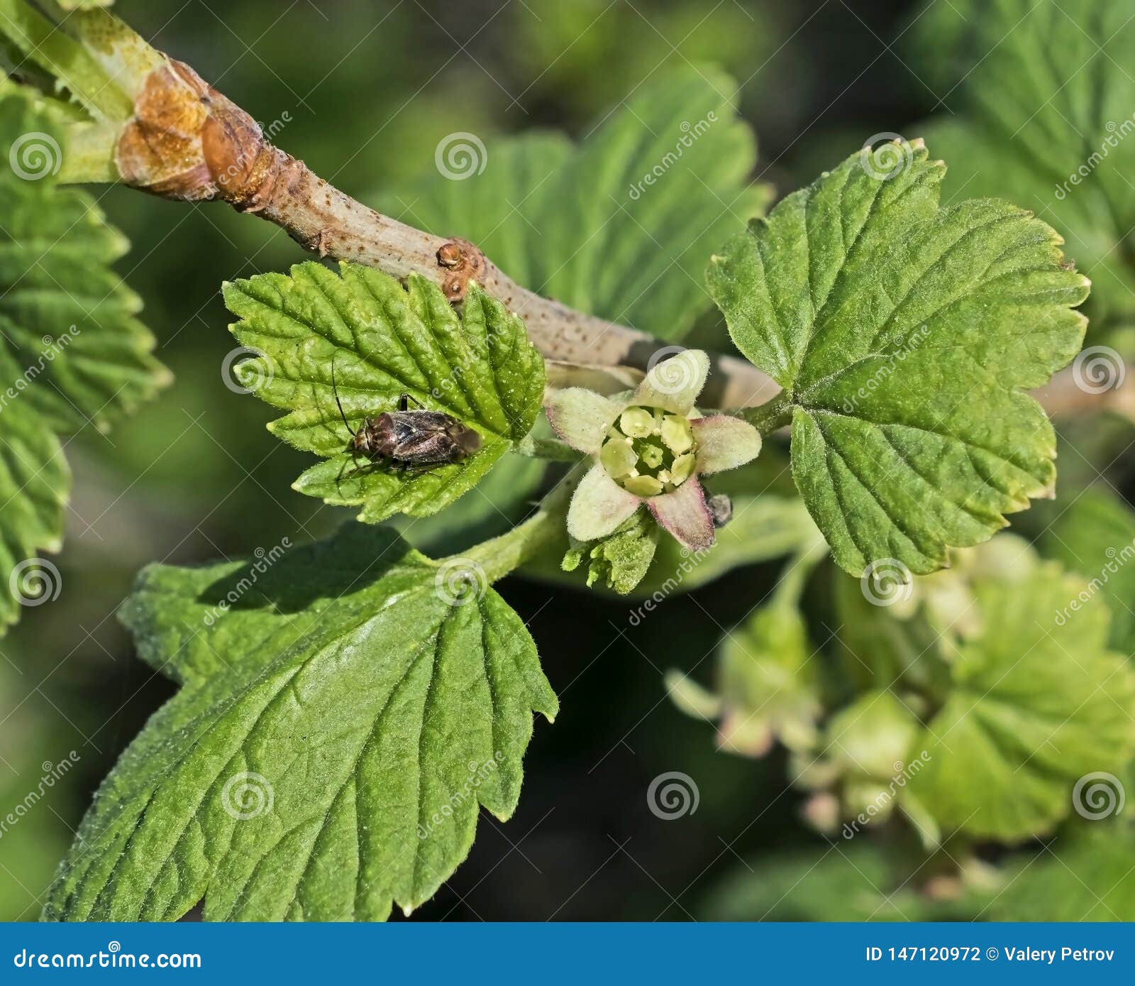 Black Currant Flower, Just Bloomed Stock Photo - Image of green, bright: 147120972