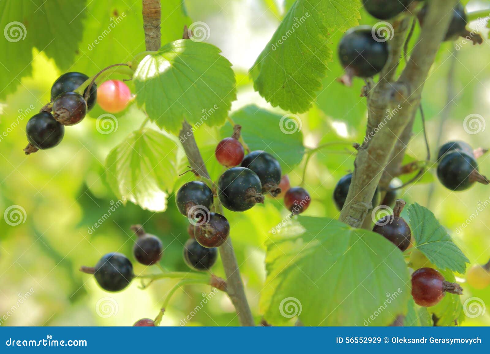Black currant stock image. Image of healthyfood, berries - 56552929
