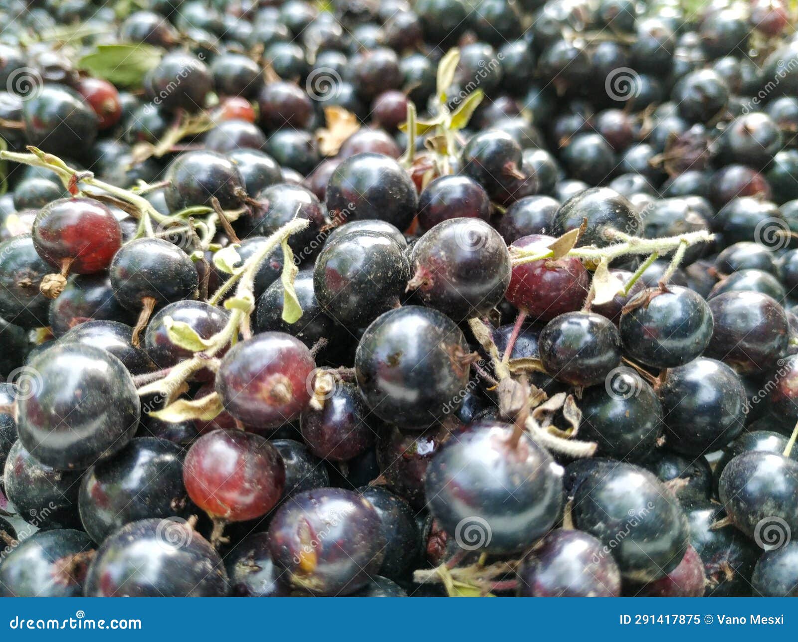 Black currant Gooseberry stock image. Image of fruit - 291417875