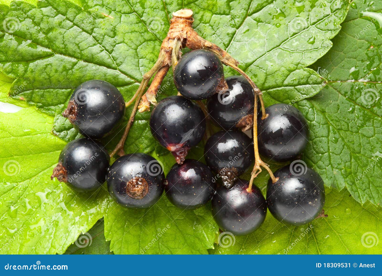 Black Currant on Green Leaves Stock Image - Image of closeup, currant ...