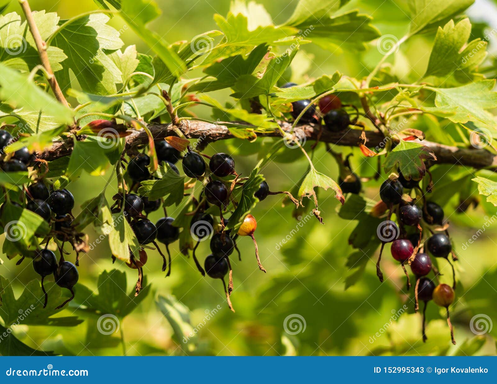 Black Currant Grows on a Bush in the Garden Stock Image - Image of ears ...