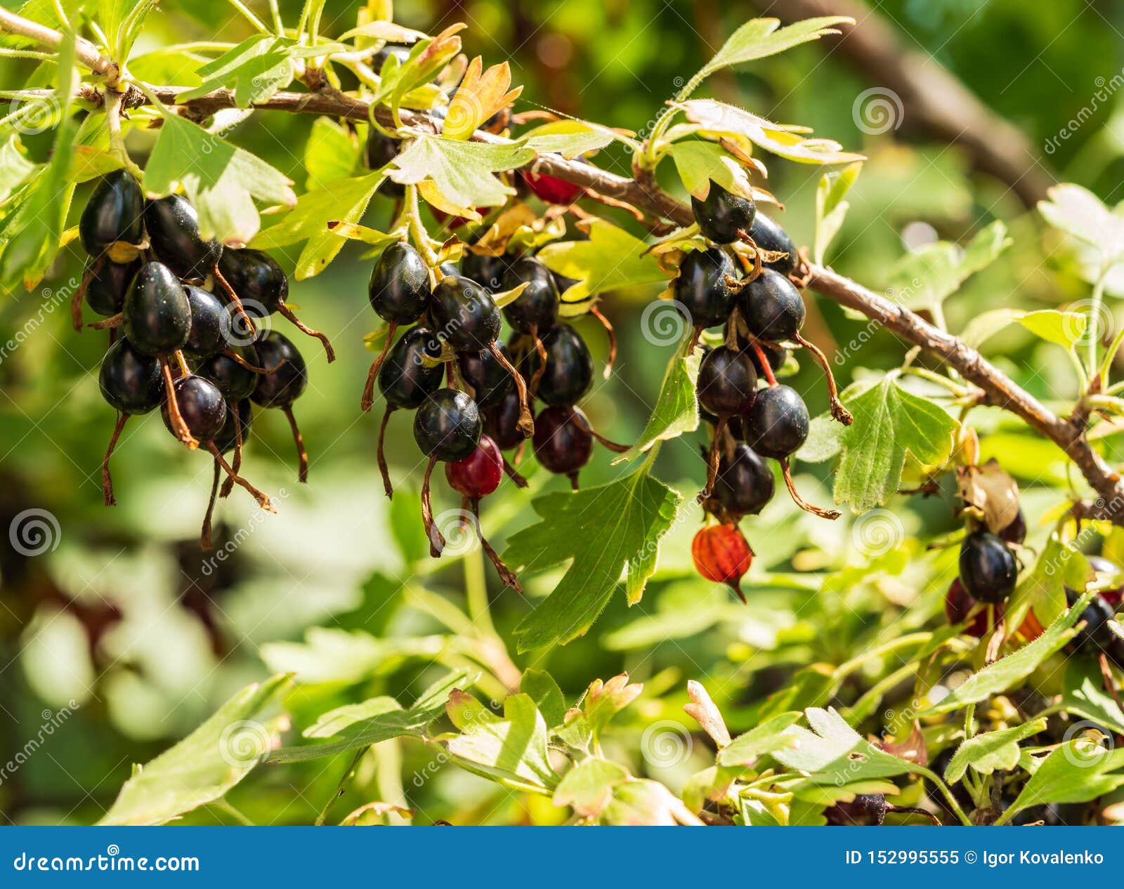 Black Currant Grows on a Bush in the Garden Stock Image - Image of ...