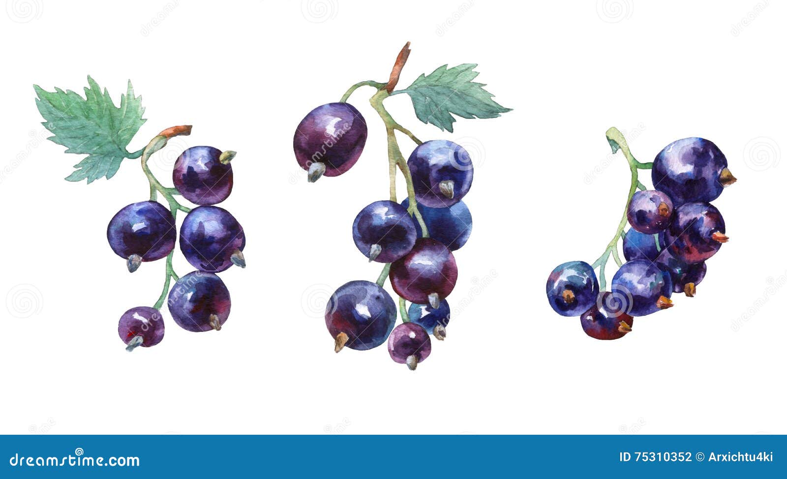 Black Currant With Green Leaves On White Background Vector Illustration ...