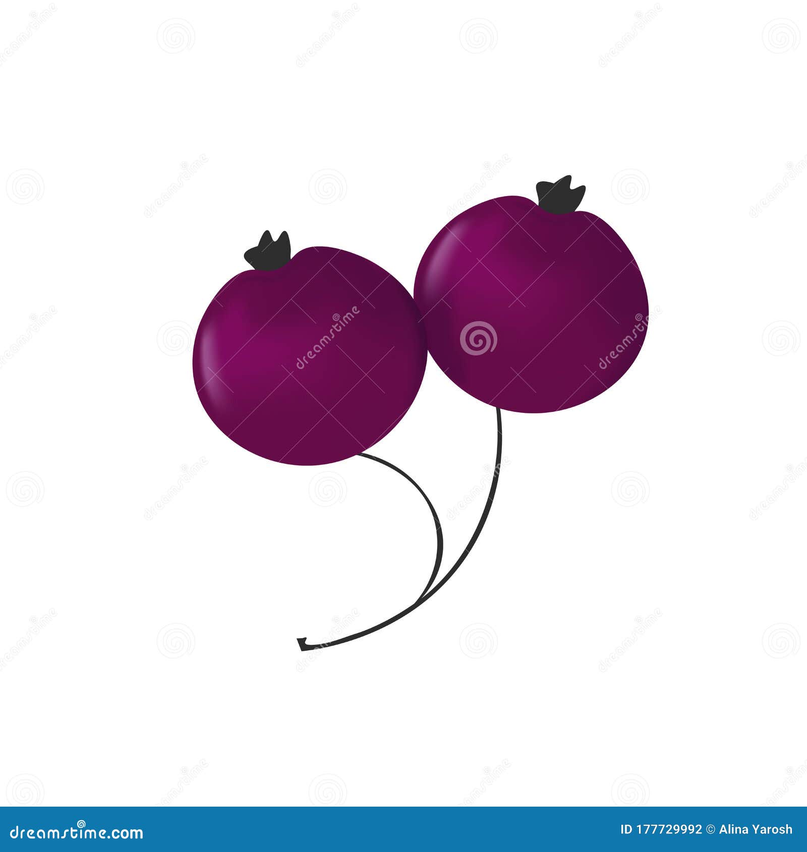 Black Currant Illustration Isolated on White Background Stock Vector ...