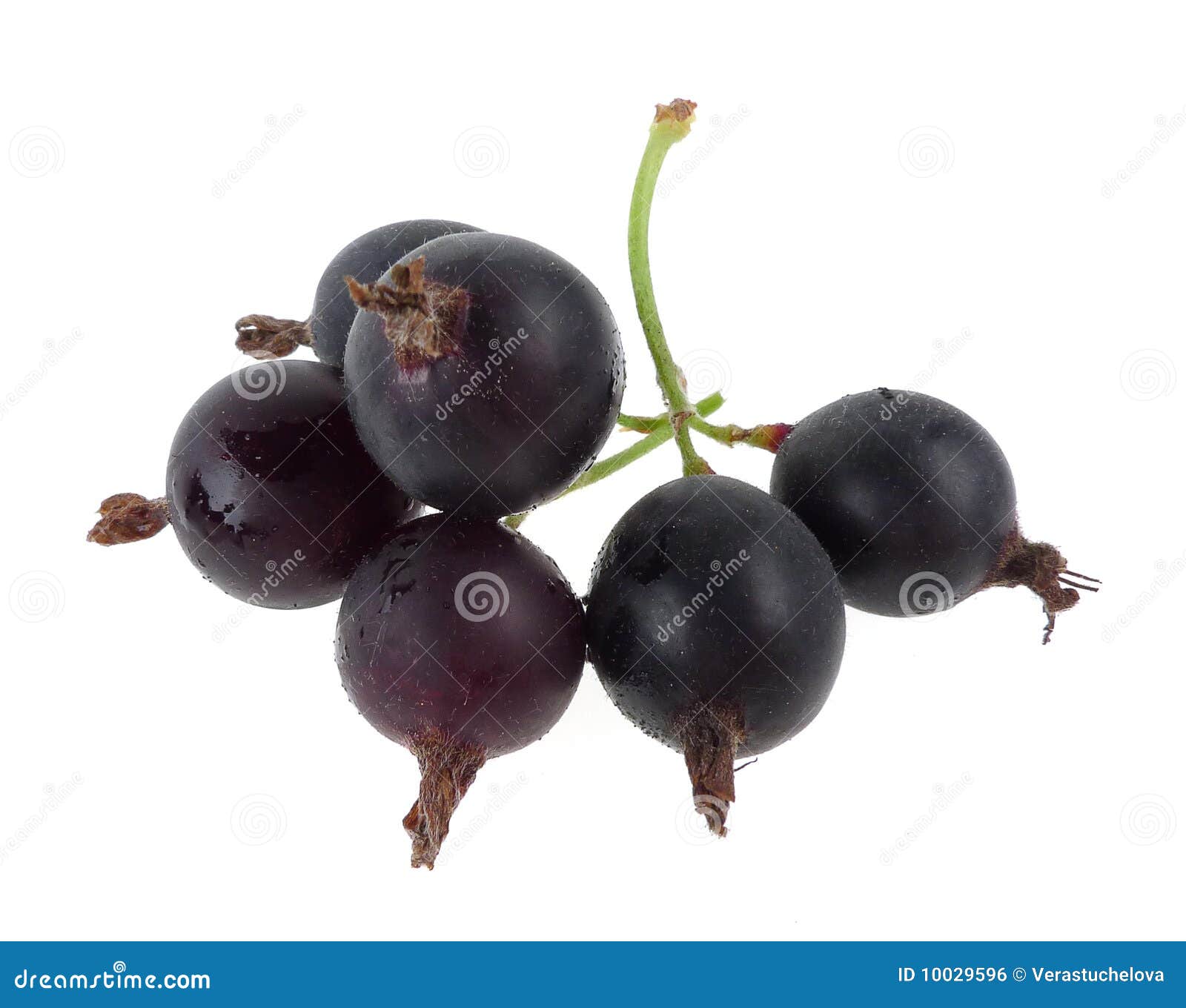 Black currant isolated stock photo. Image of nutrition - 10029596