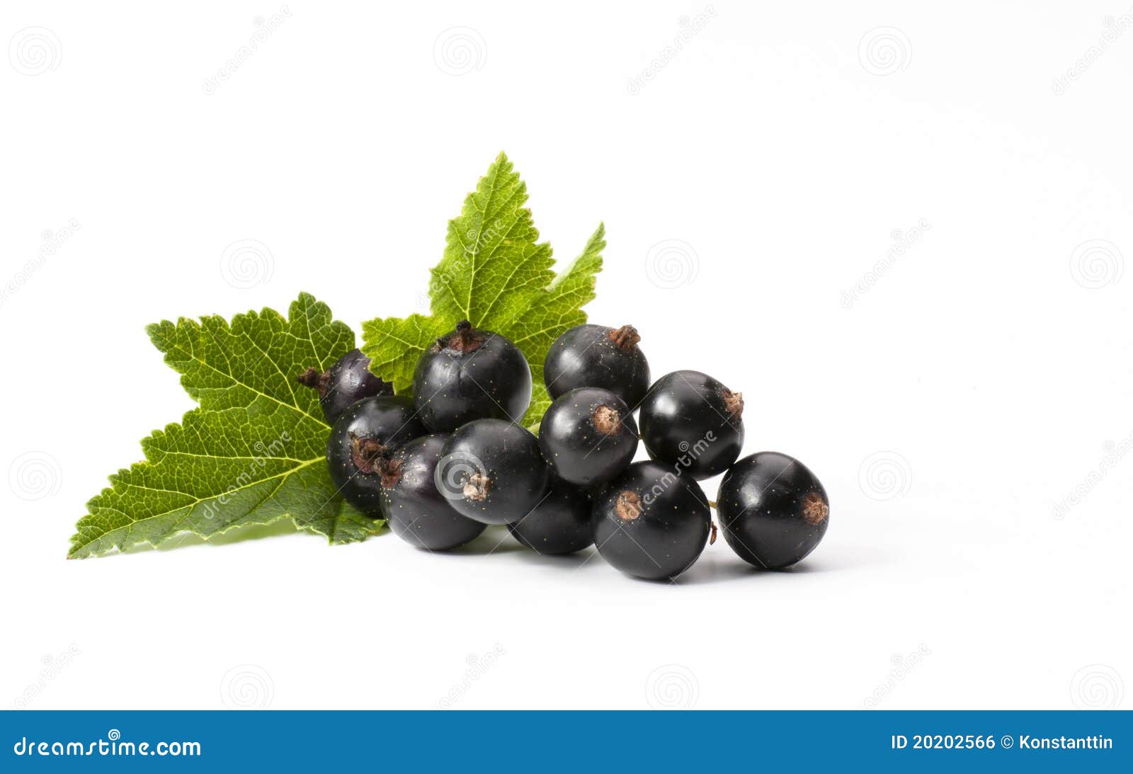 Black Currant Isolated on White Background Stock Photo - Image of curve ...