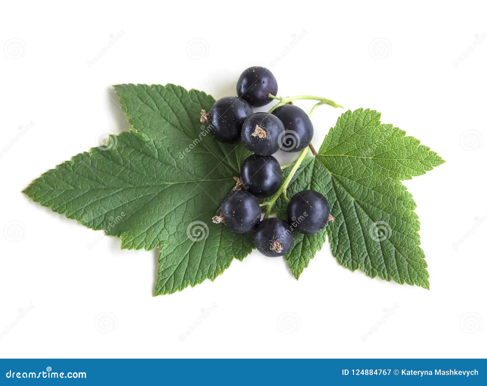 Black Currant Isolated On White Background Stock Image - Image of ...