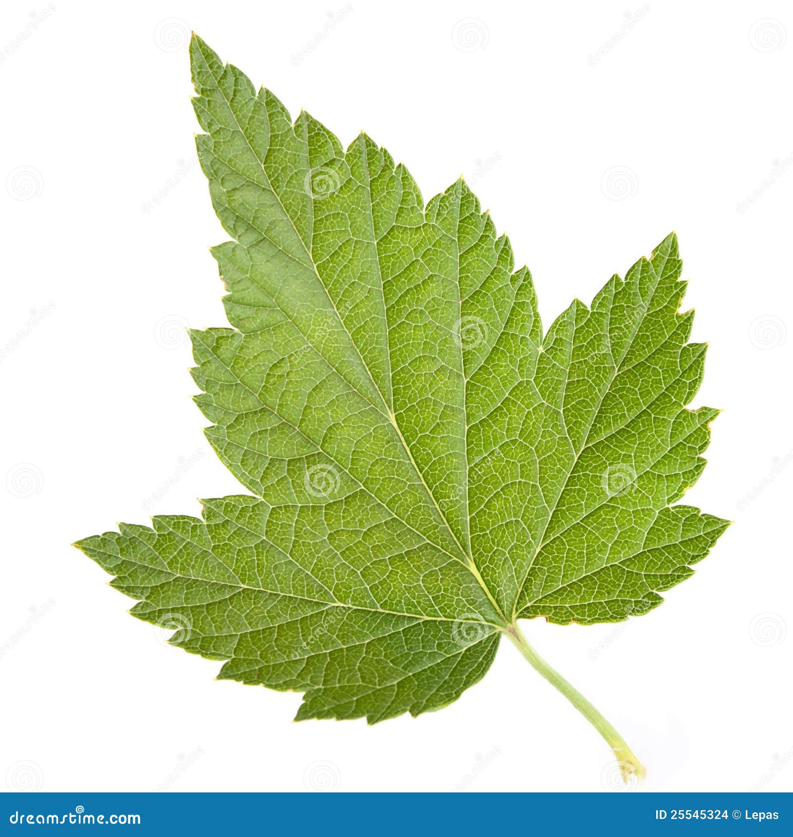 Black currant leaf stock photo. Image of closeup, currant - 25545324