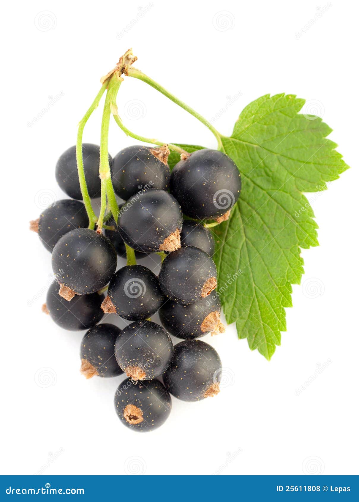 Black currant with leaf stock photo. Image of green, black - 25611808