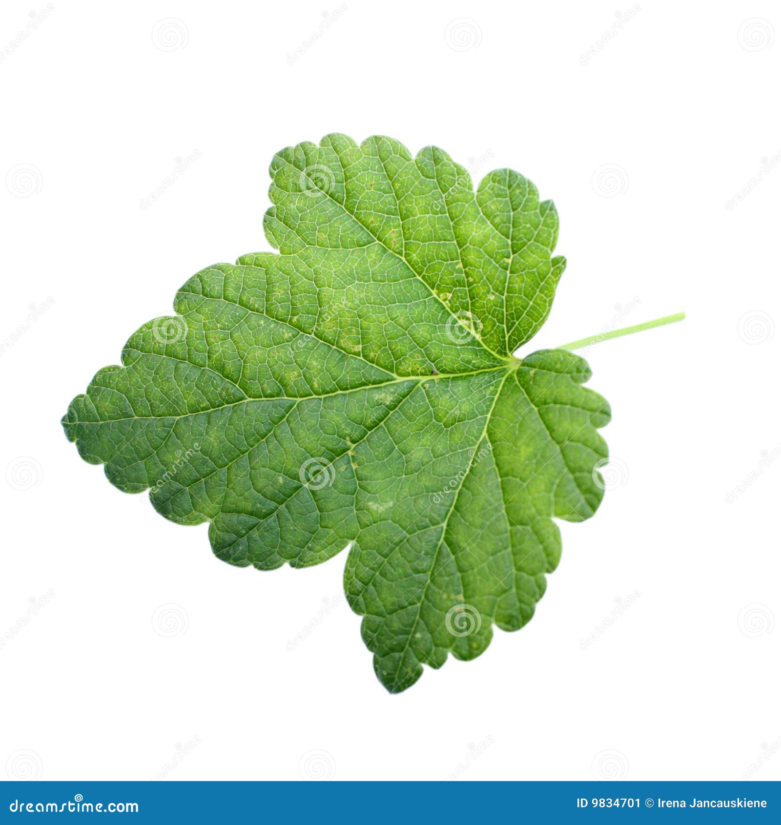 Black currant leaf stock image. Image of currants, tree - 9834701