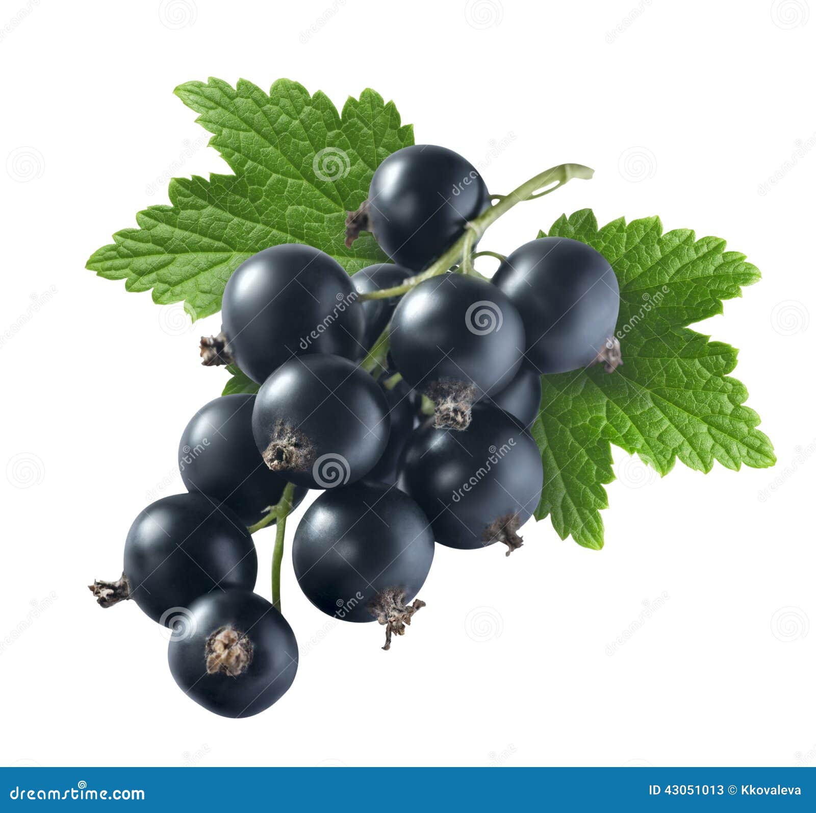 Black Currant 1 with Leaf Isolated on White Background Stock Image ...