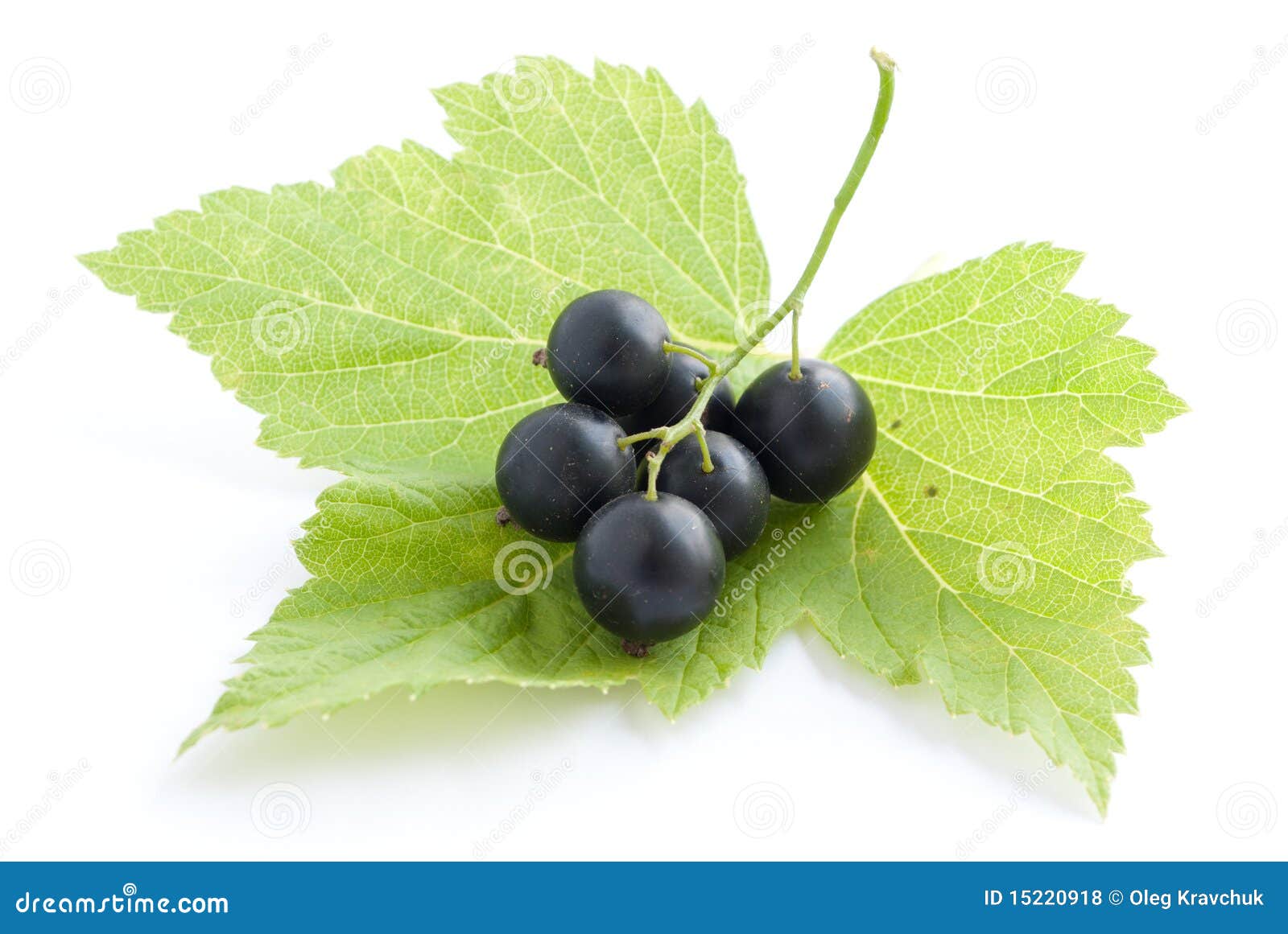 Black currant with leaves stock photo. Image of leaf - 15220918