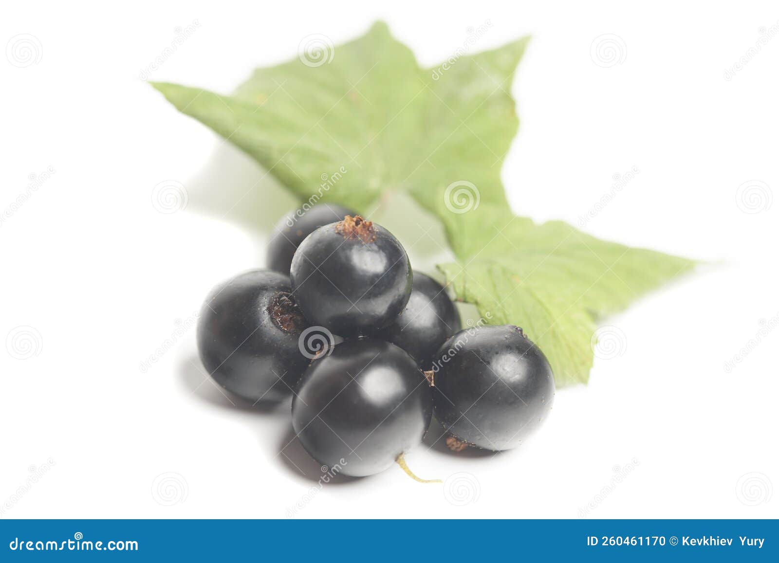 Black Currant with Leaves Isolated. Stock Photo - Image of organic ...