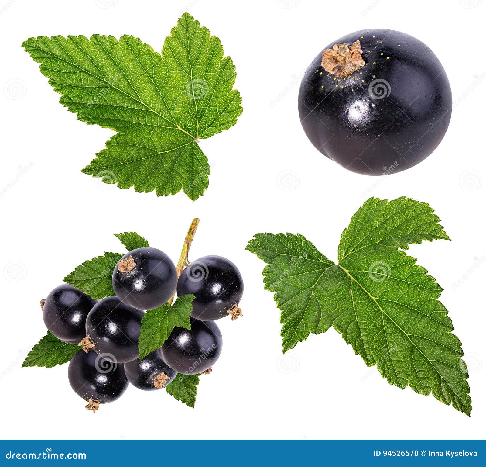 Black Currant and Leaves Isolated. Stock Photo - Image of food, leaf ...