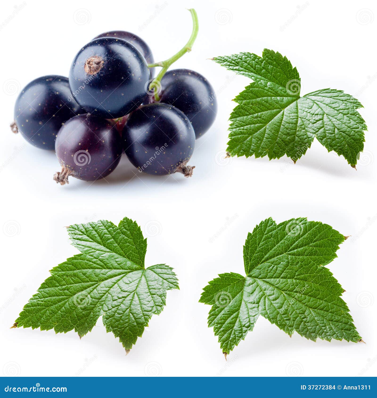 Black Currant and Leaves Isolated. Collection Stock Photo - Image of ...