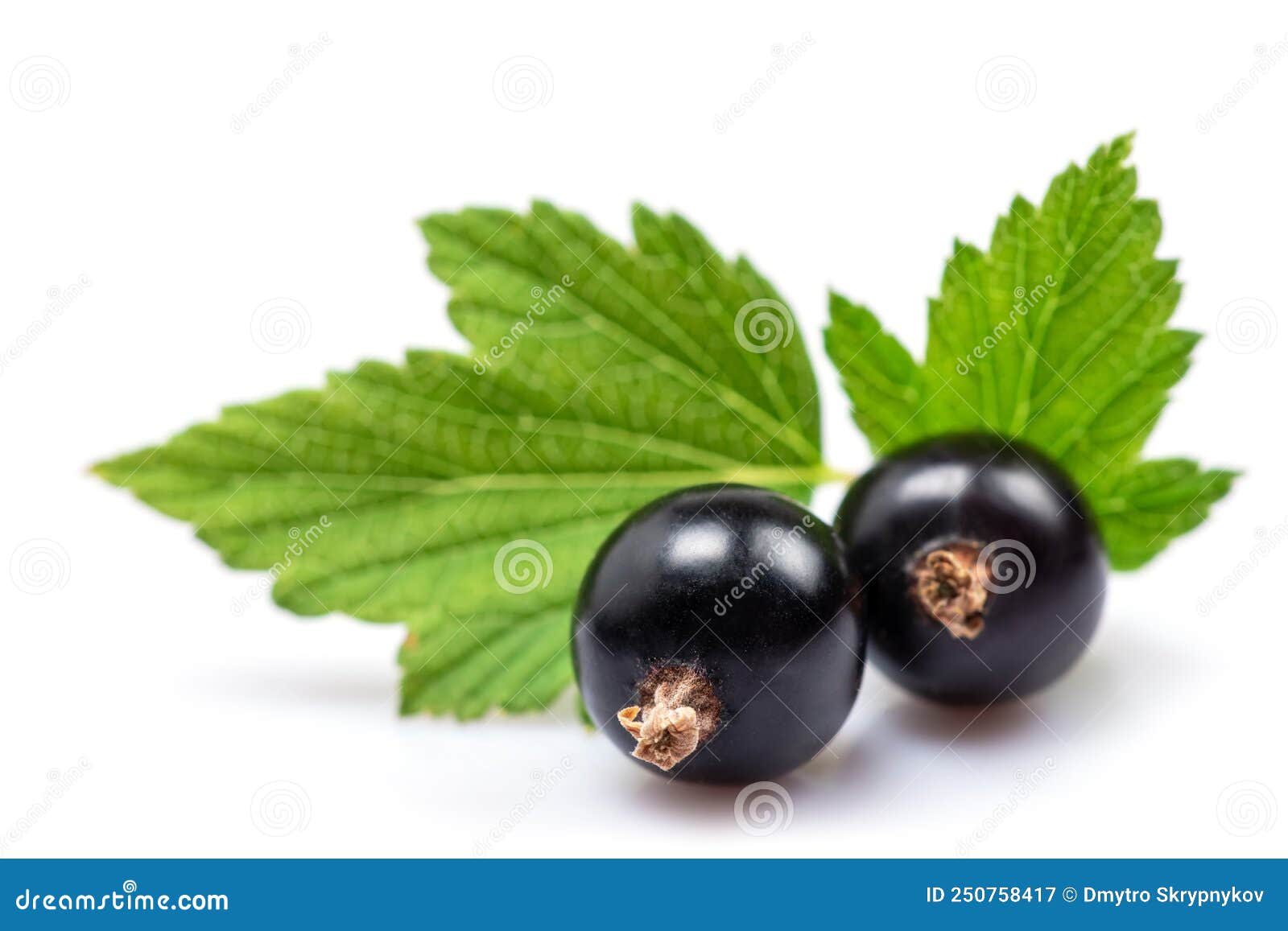 Black Currant with Leaves Isolated on White Stock Image - Image of ...