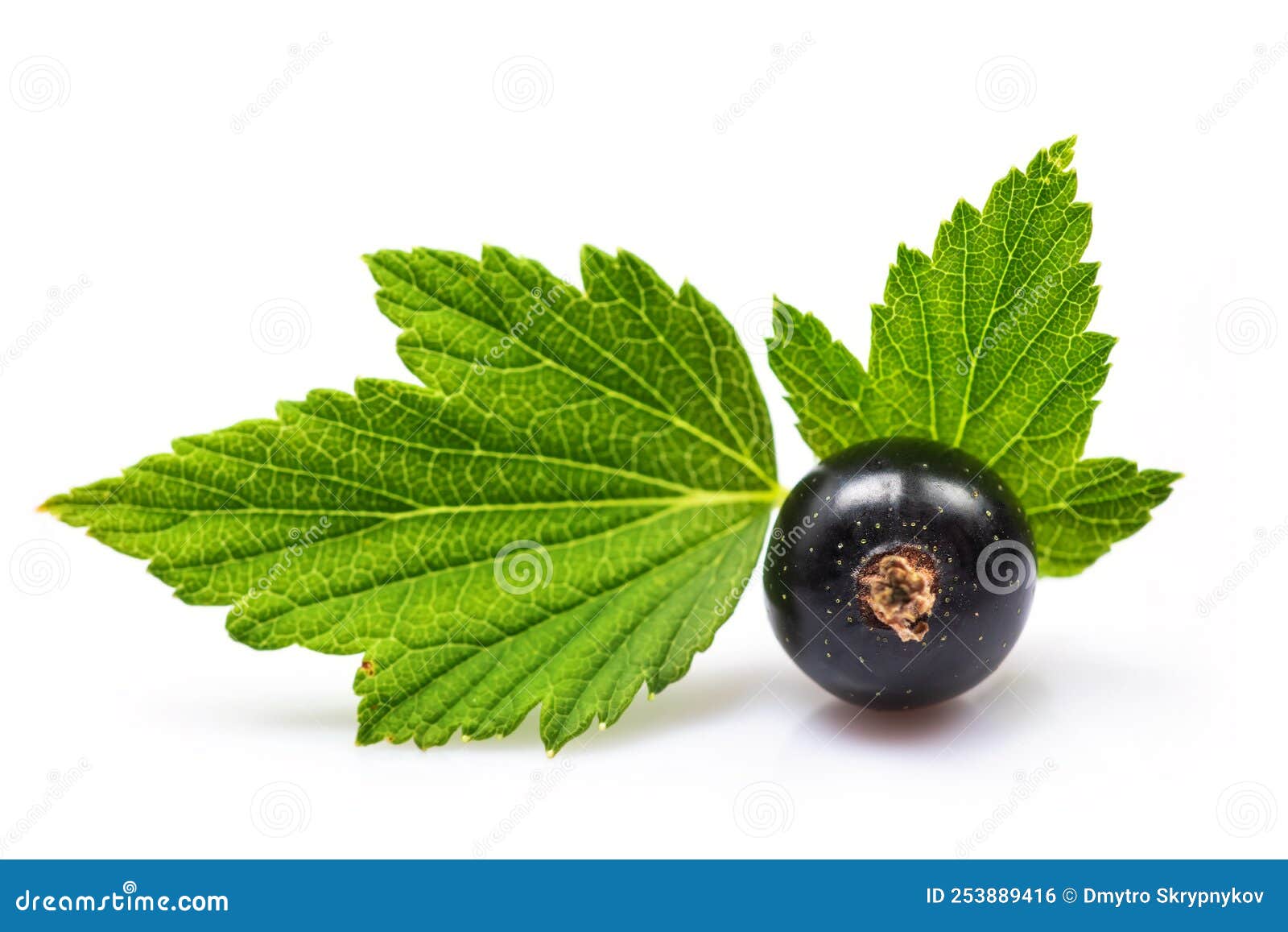 Black Currant with Leaves Isolated on White Stock Photo - Image of ...
