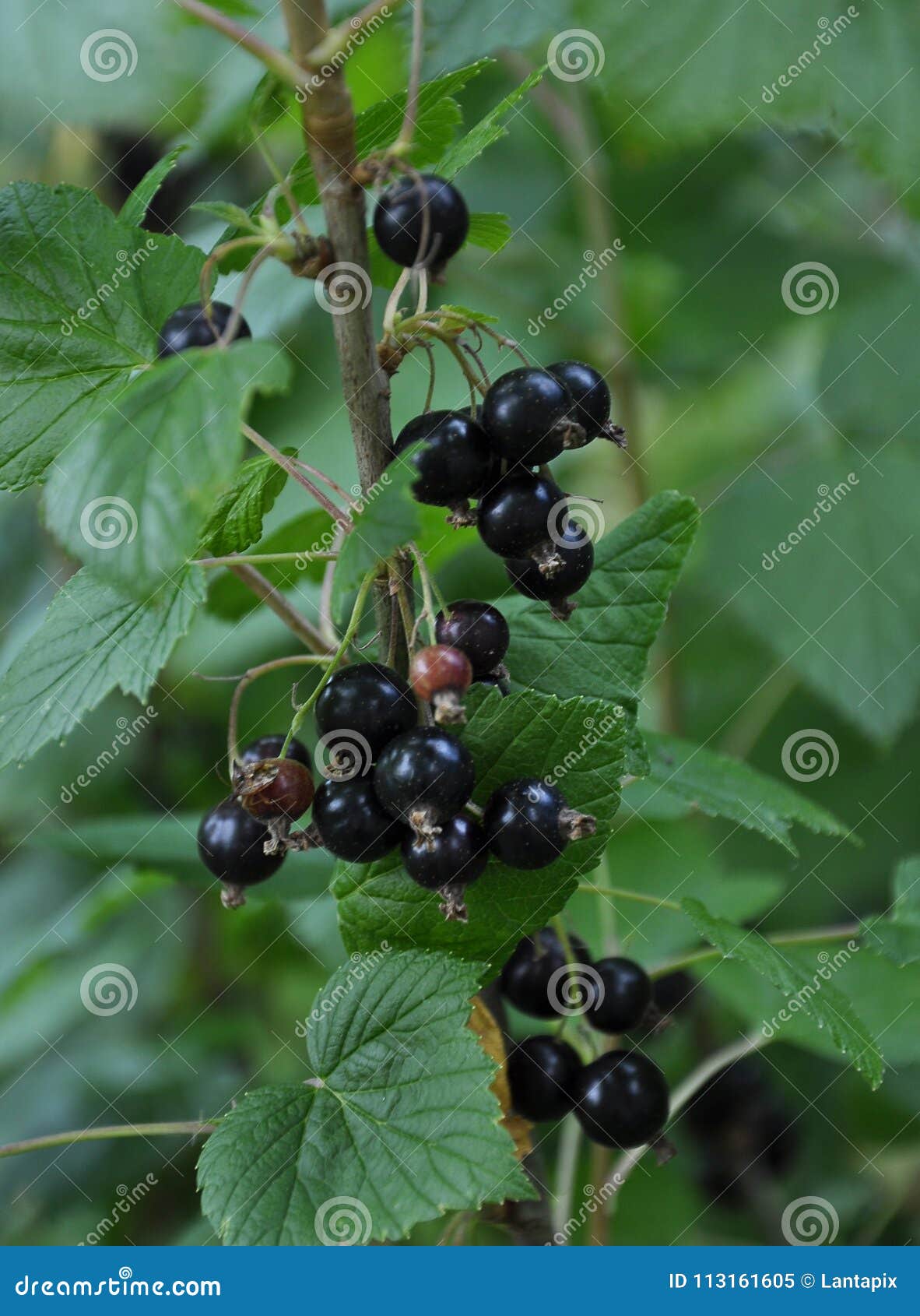 Black Currant Plant in Fruit Garden Stock Image - Image of green ...