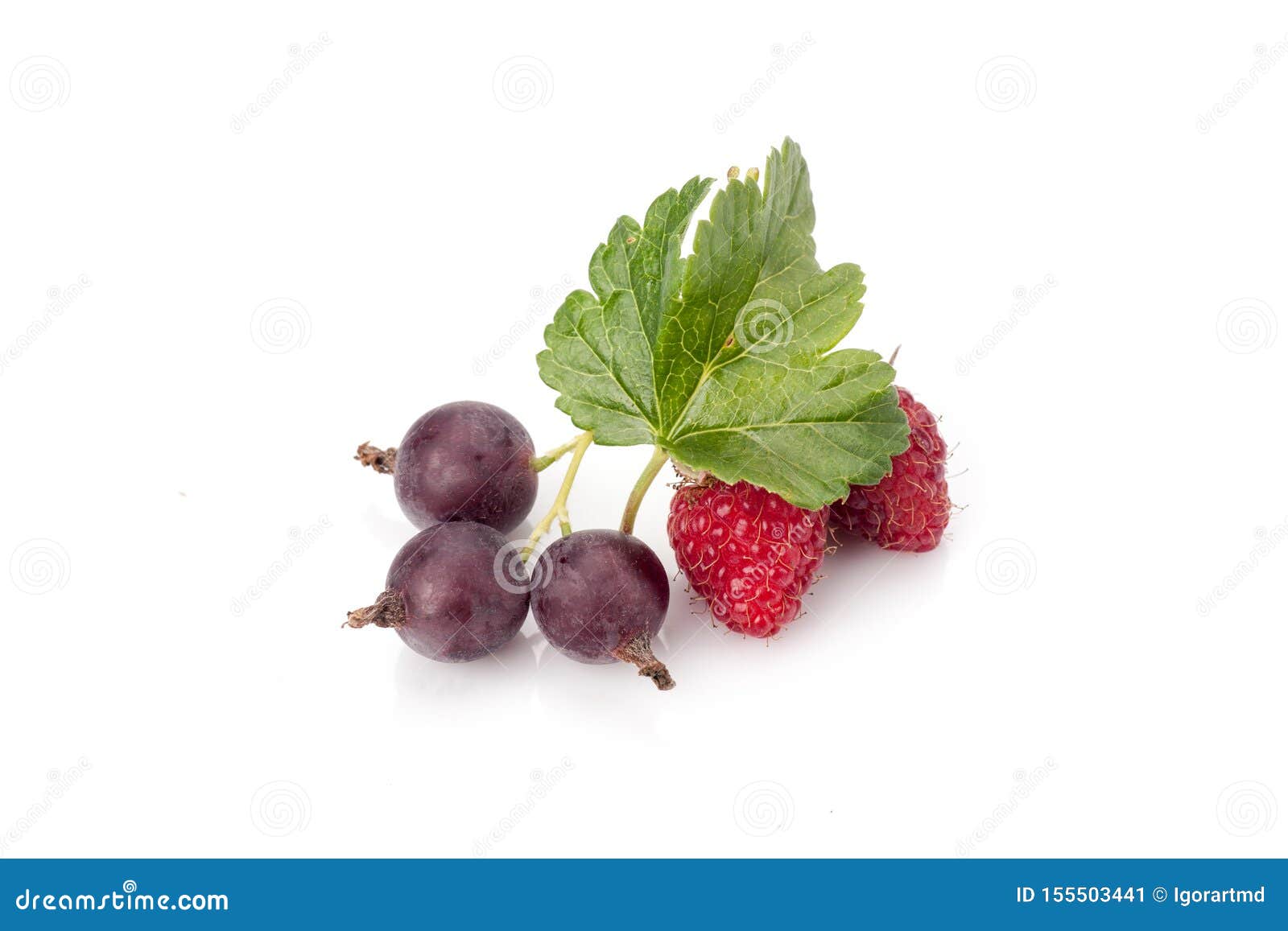 Black Currant with Raspberry Stock Image - Image of isolated, juicy ...