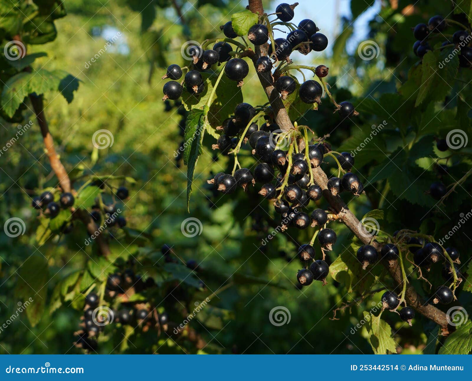 Black Currant Ribes Nigrum Ripe Berries on Vine in the Garden Stock ...