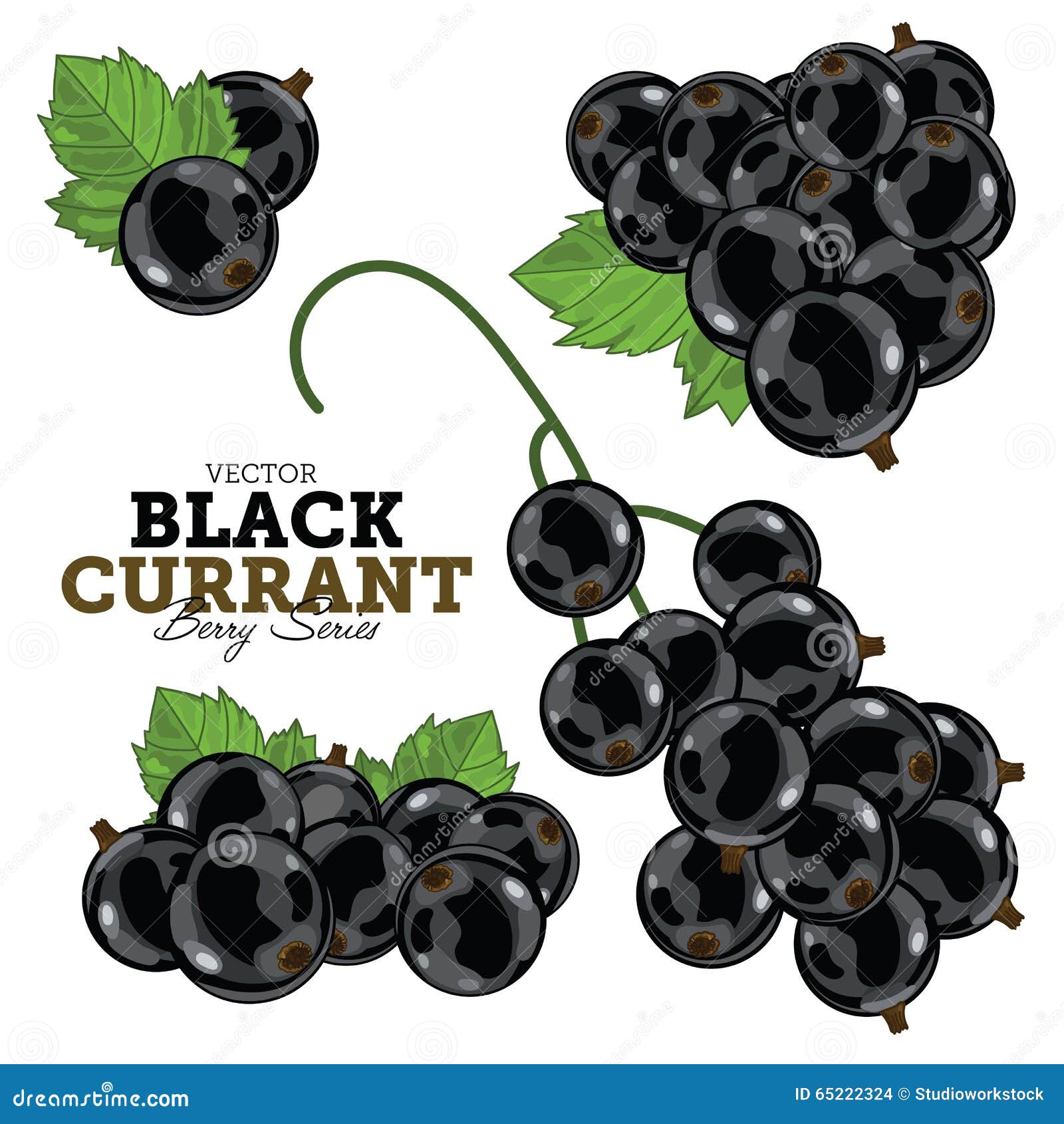 Black Currant Set, Vector. stock vector. Illustration of delicious ...