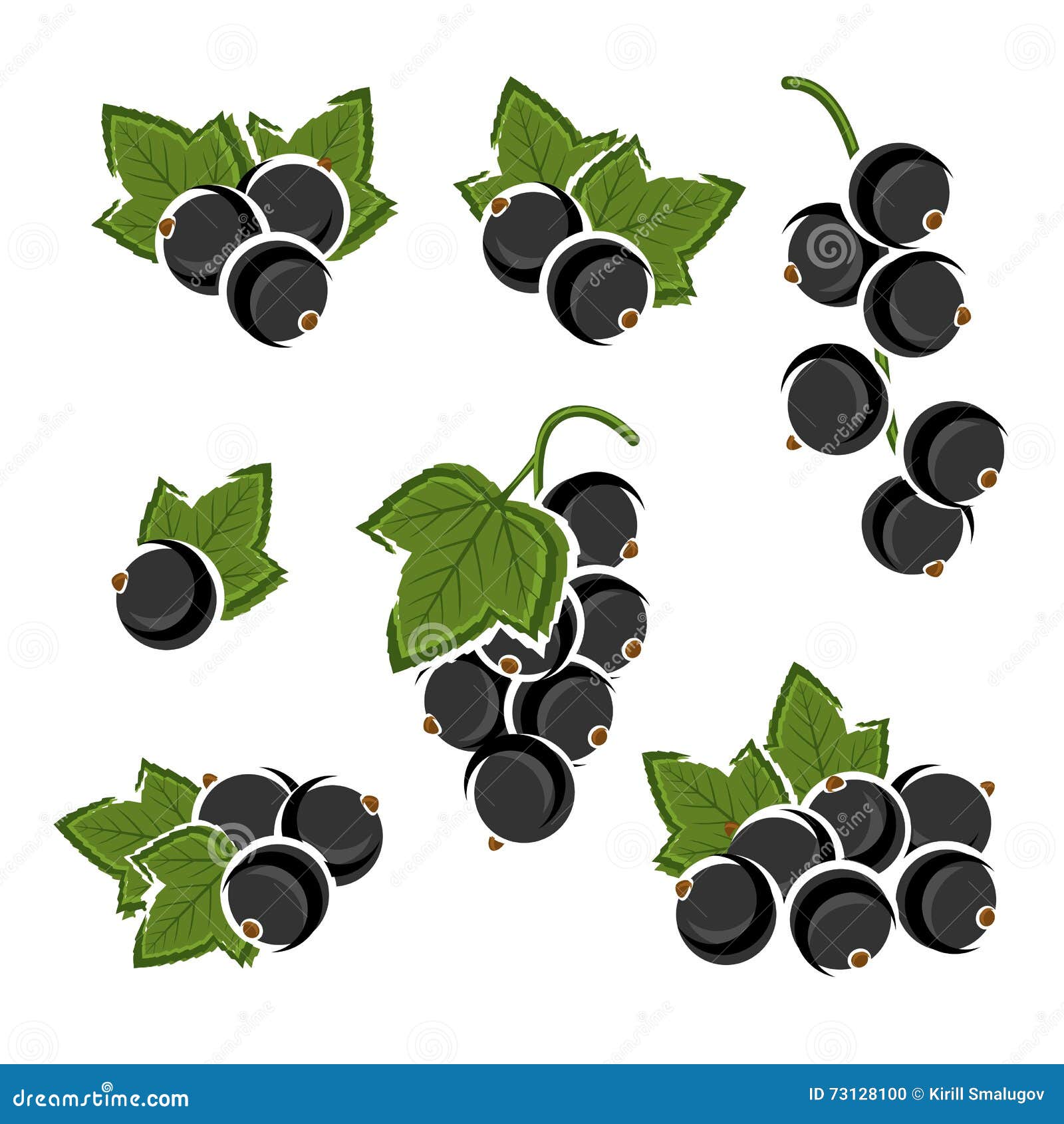 Black currant set. Vector stock vector. Illustration of plant - 73128100