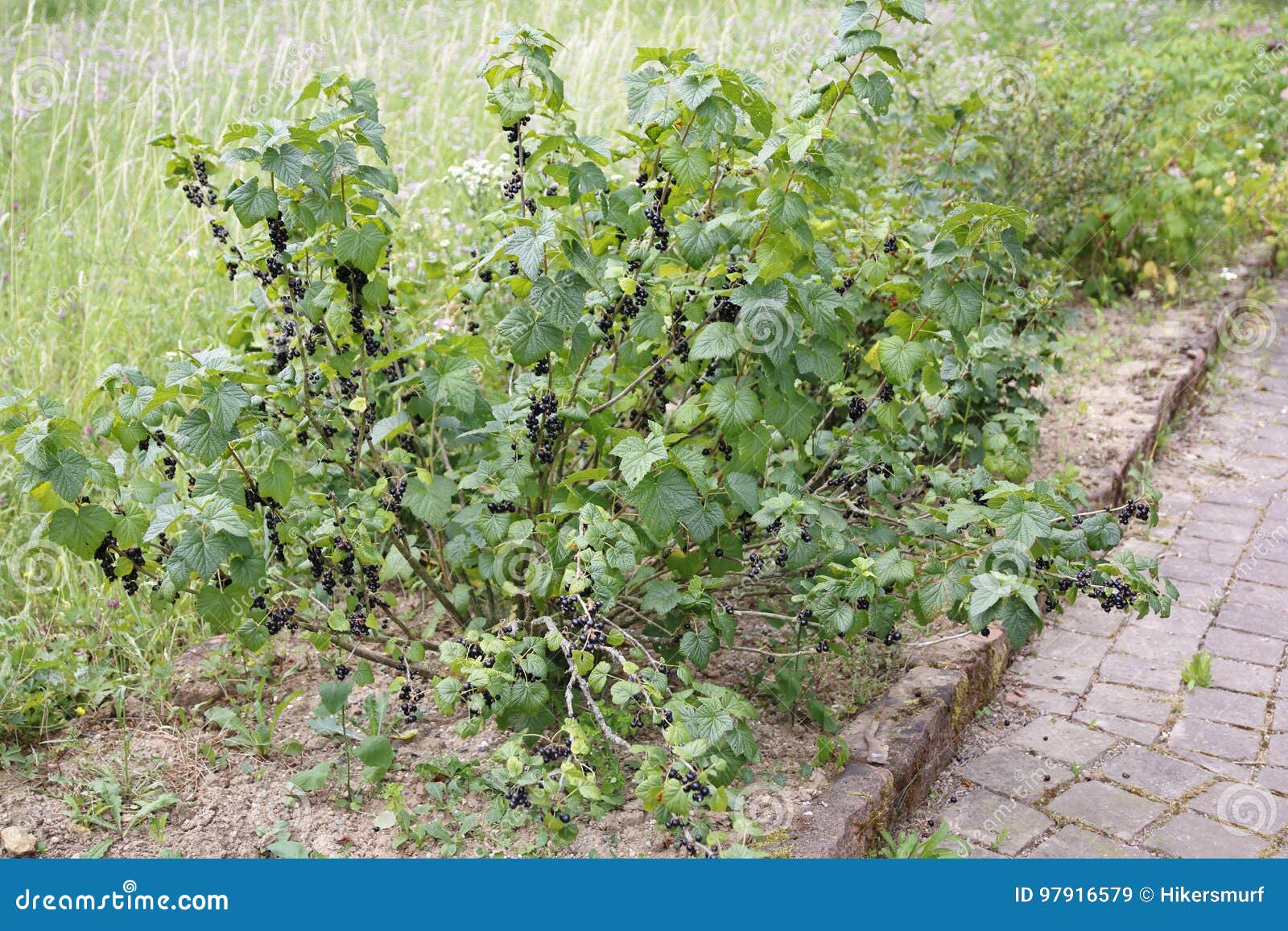 Black currant in the shrub stock image. Image of jelly - 97916579