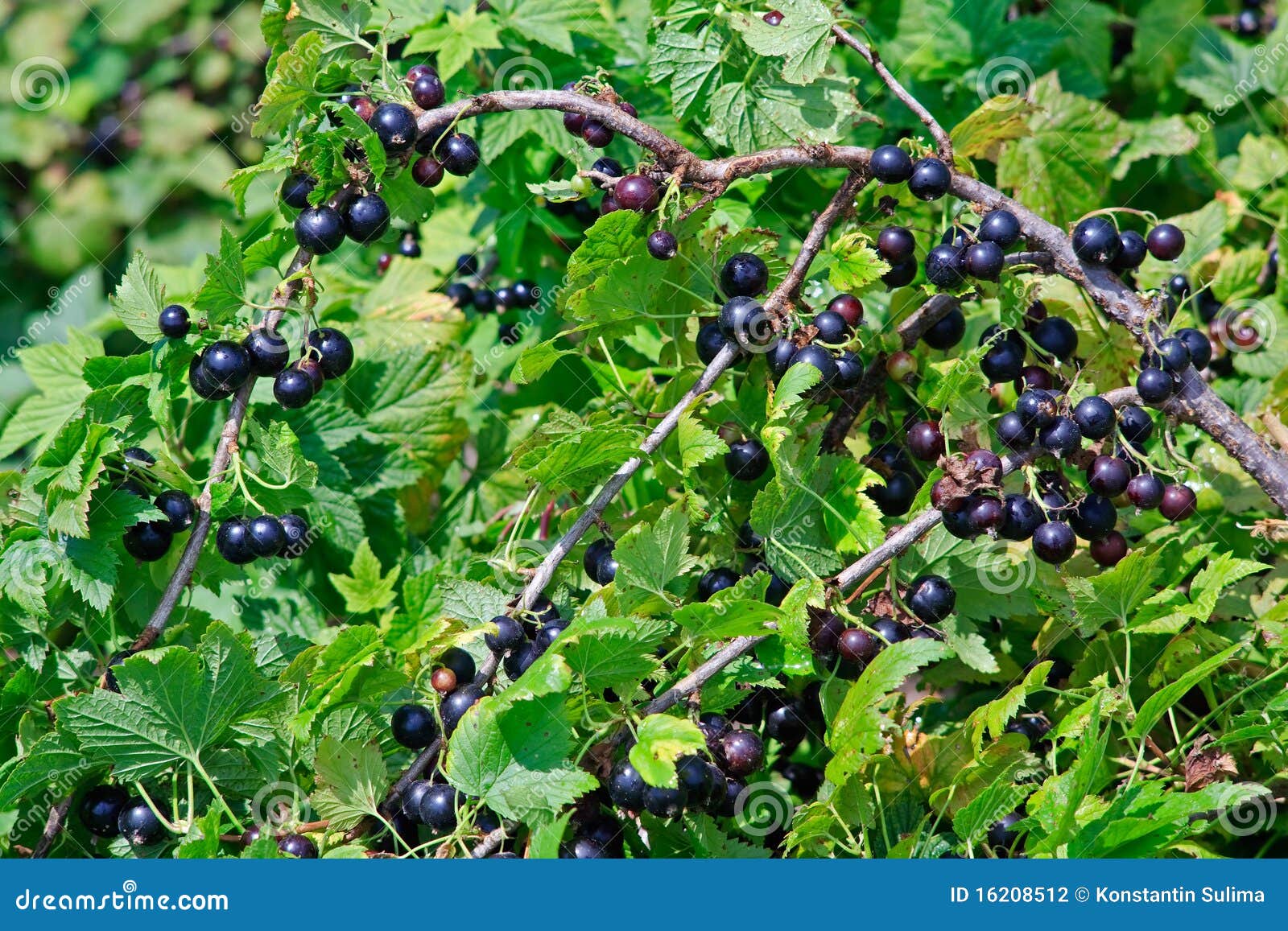 Black currant shrubs stock photo. Image of growth, foliage - 16208512
