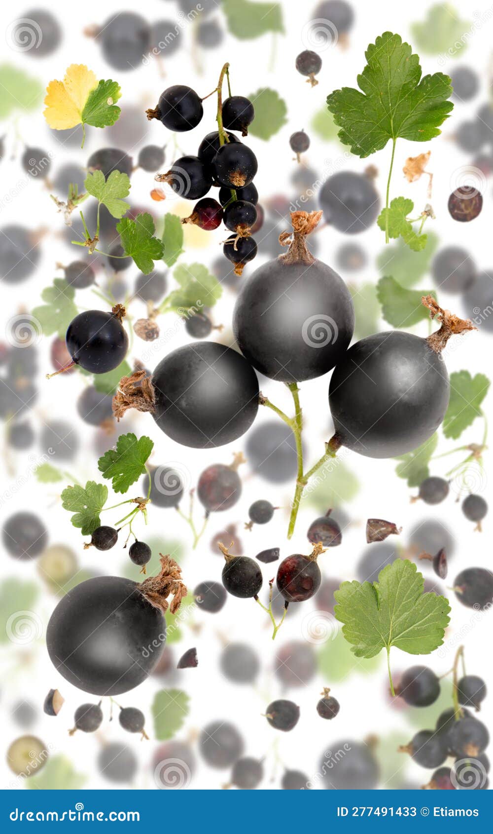 Black Currant Slice and Leaf Abstract Stock Image - Image of defocus ...