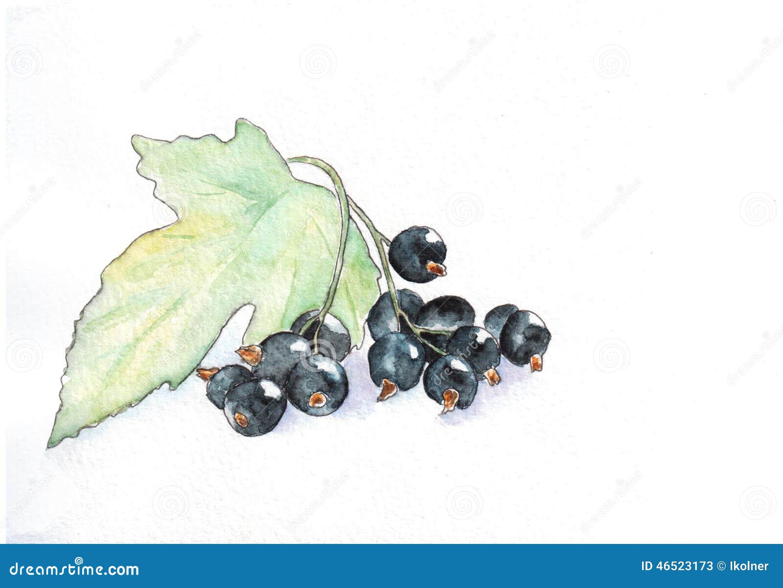 Black currant stock illustration. Illustration of fresh - 46523173
