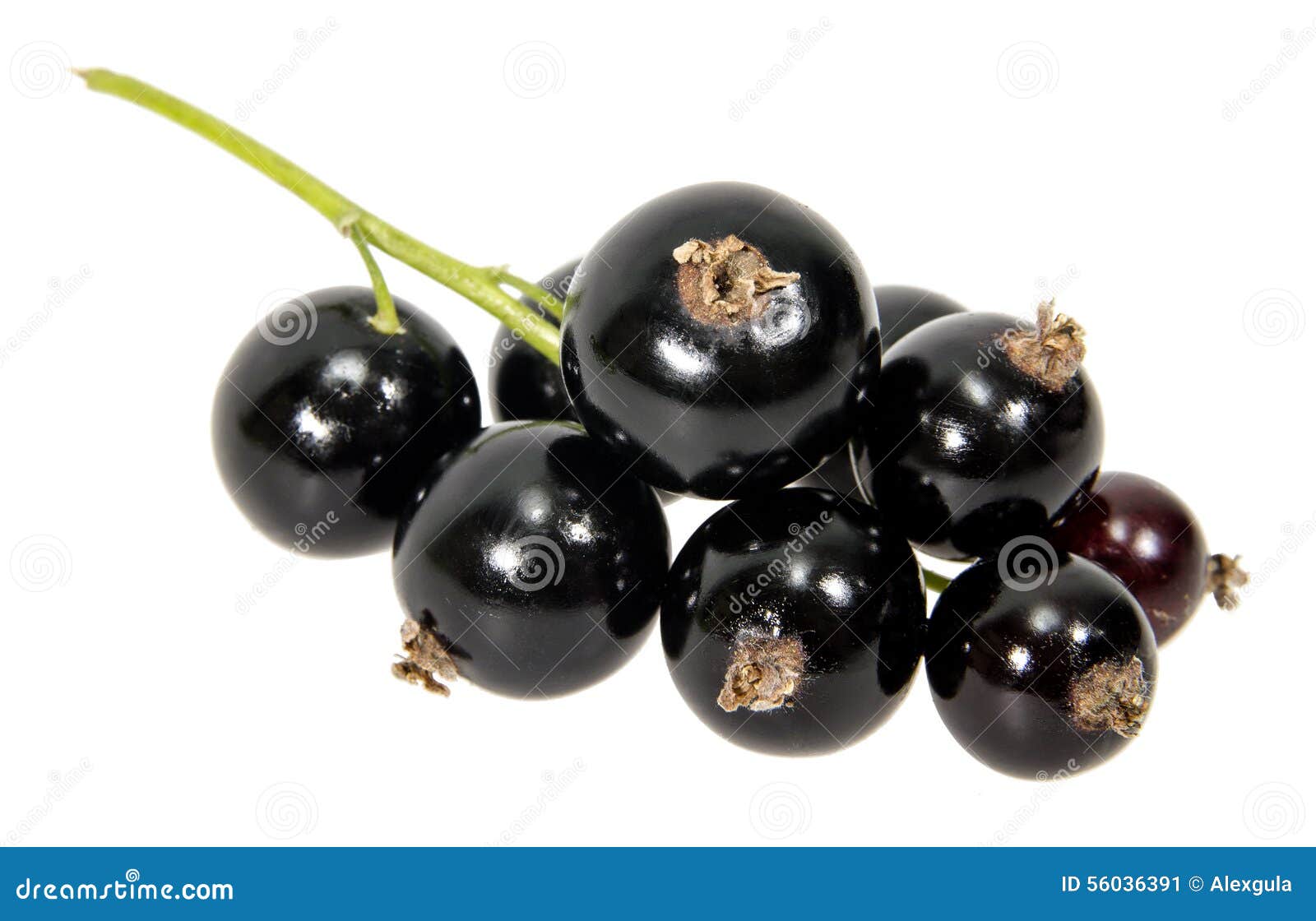 Black currant stock image. Image of ripe, black, currant - 56036391