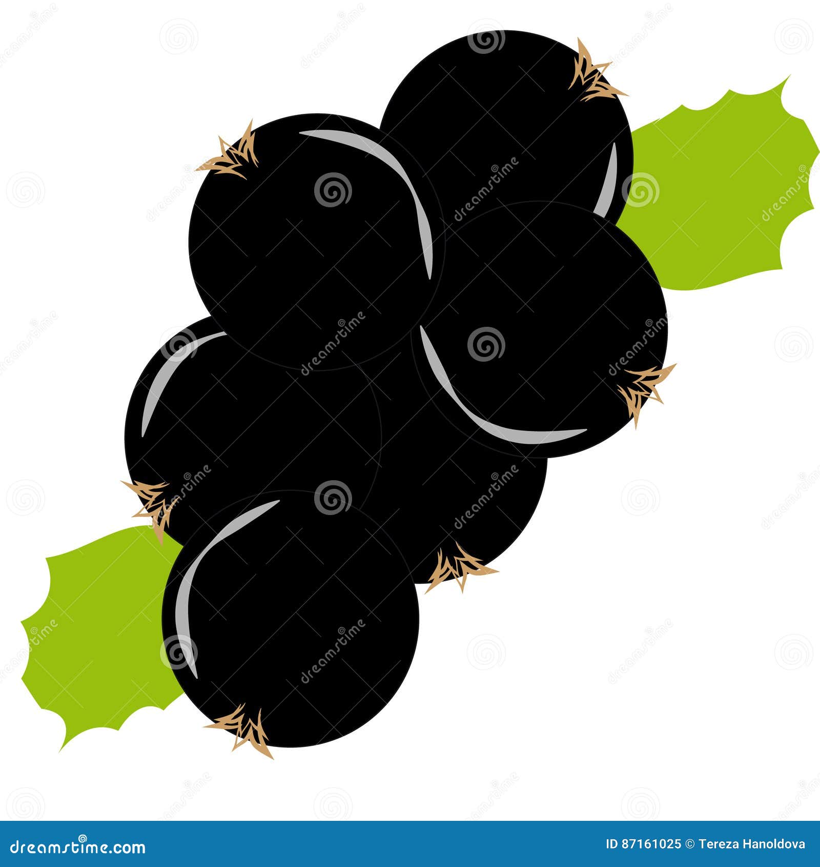 Black Currant on White Background Stock Vector - Illustration of diet ...