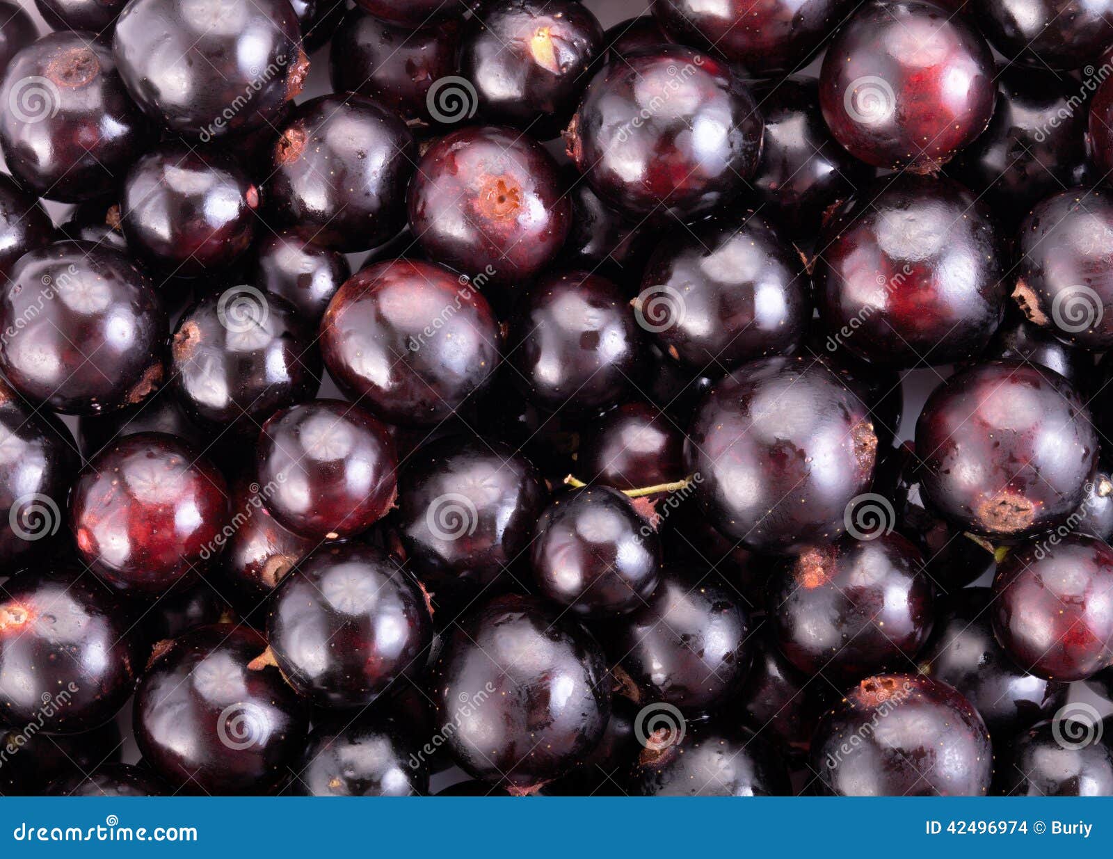 Black currant stock photo. Image of berry, fresh, sweet - 42496974