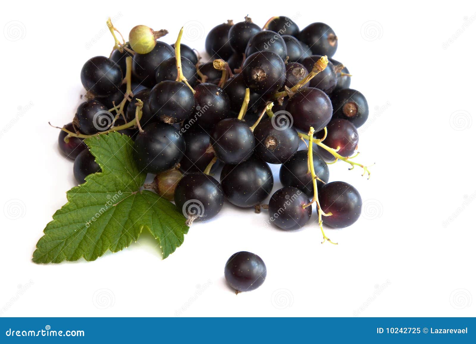 Black currants stock image. Image of background, closeup - 10242725