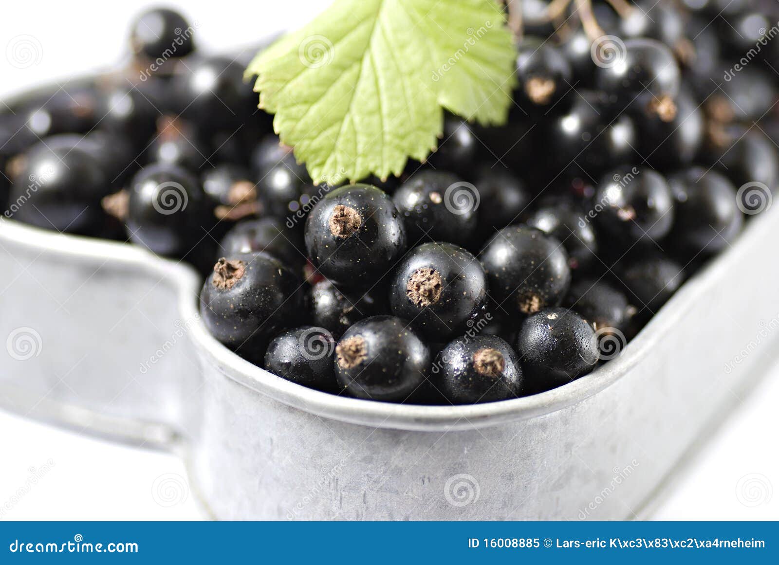 Black currants stock image. Image of nature, berries - 16008885