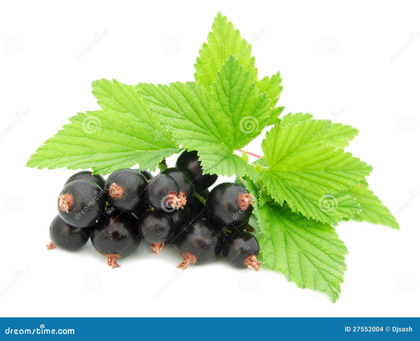 Black currants stock photo. Image of dessert, food, black - 27552004