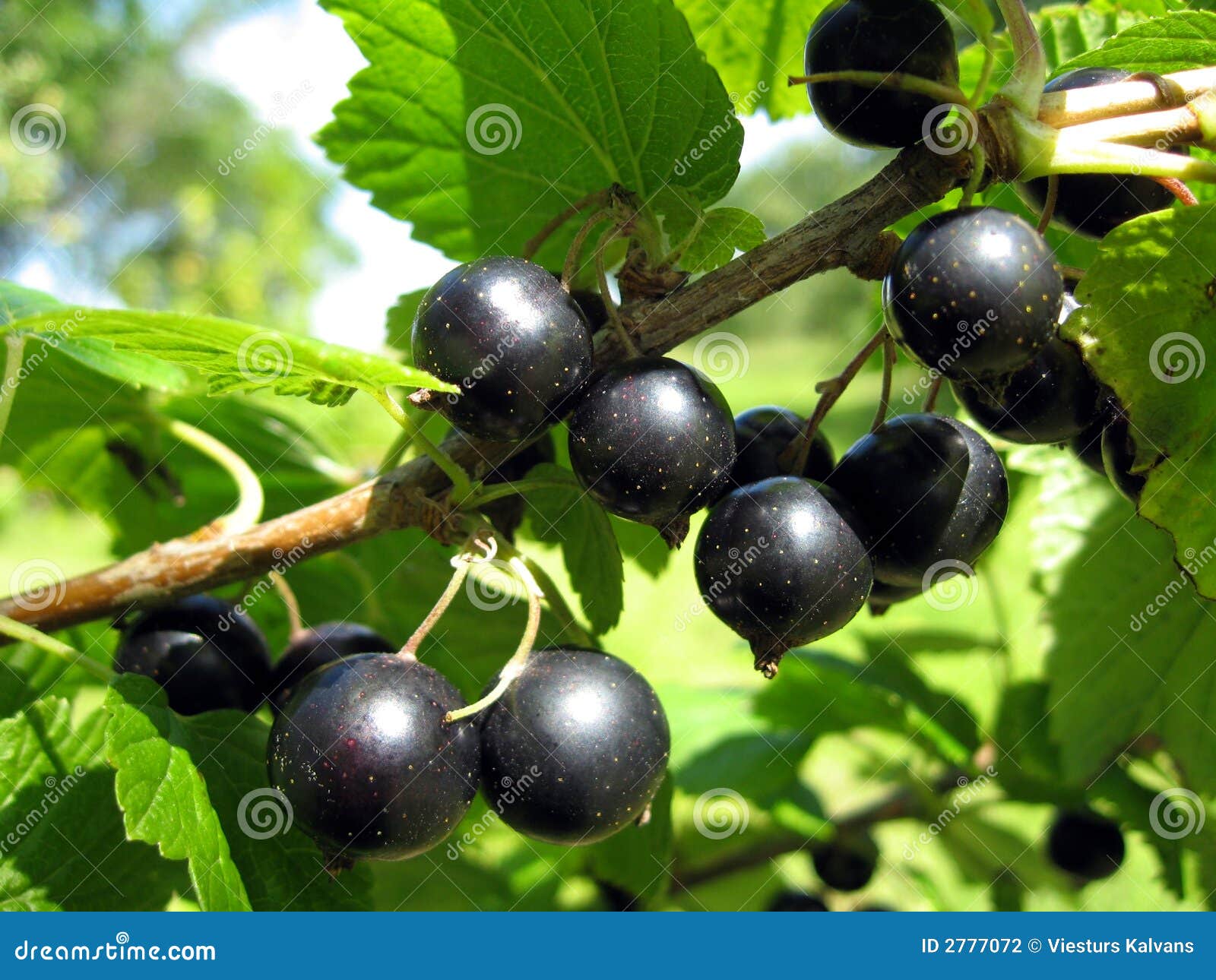 Black currants stock photo. Image of summer, black, bush - 2777072