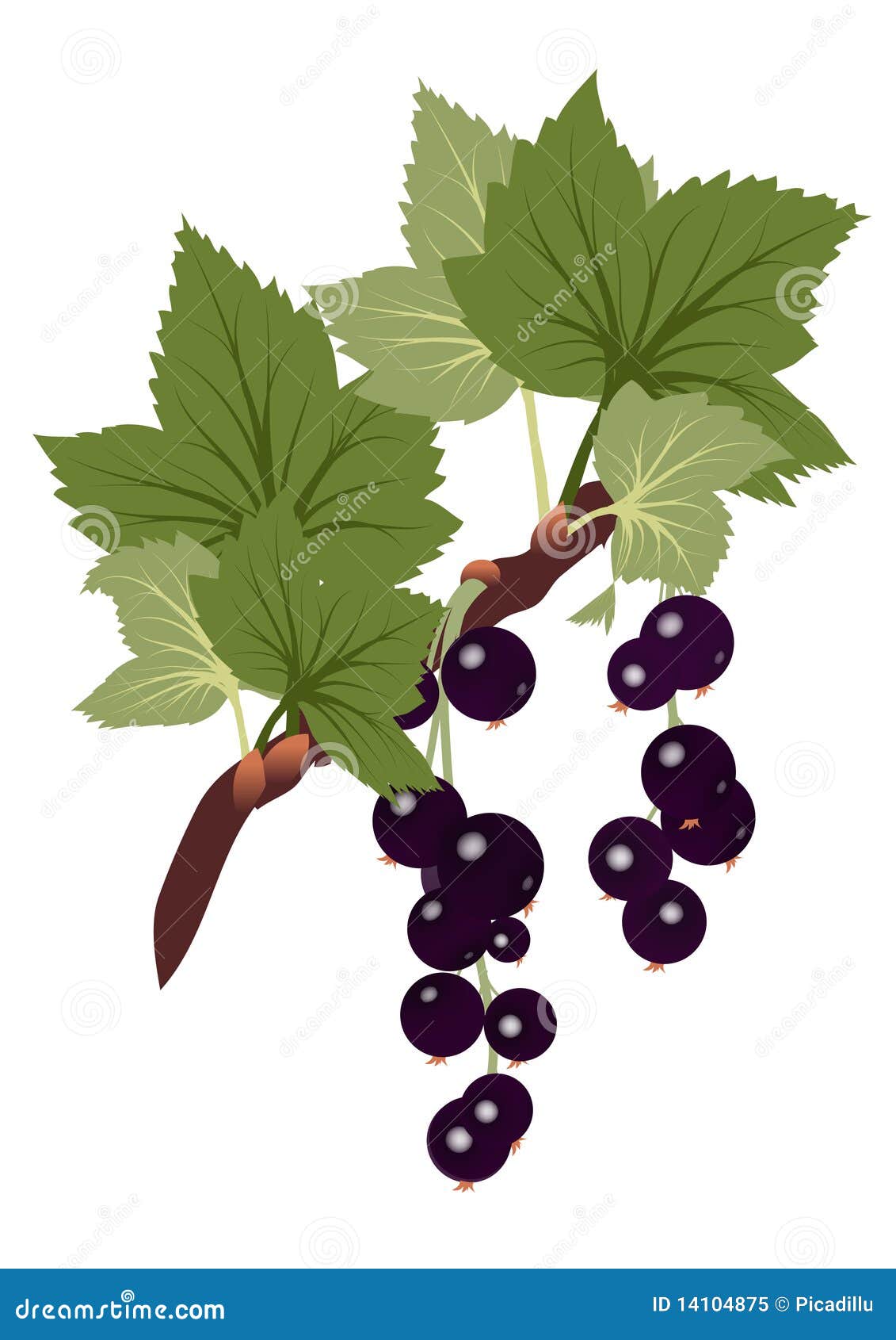 Black Currants Branch with Leaves on Transparent B Stock Illustration ...