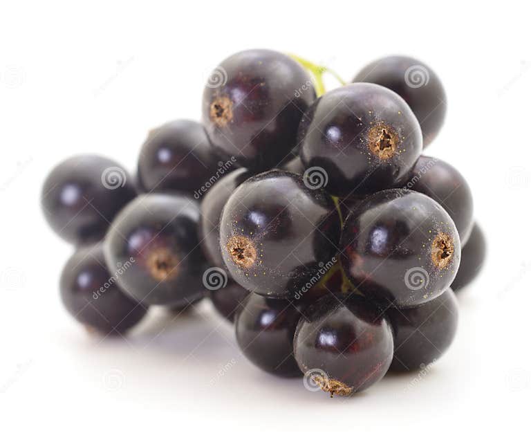 Black currants isolated stock image. Image of color - 262383465