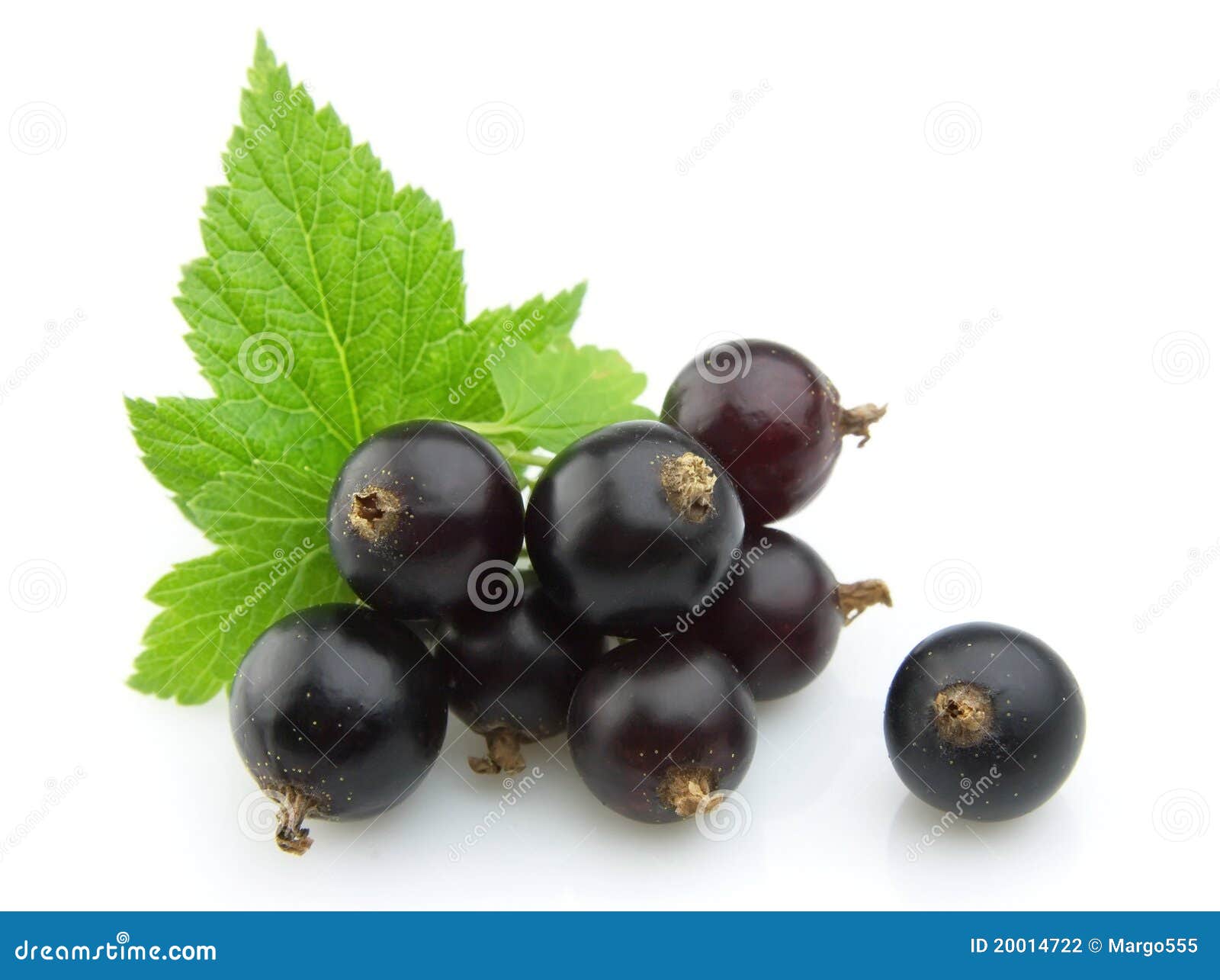 Black currants with leaves stock photo. Image of refreshment - 20014722