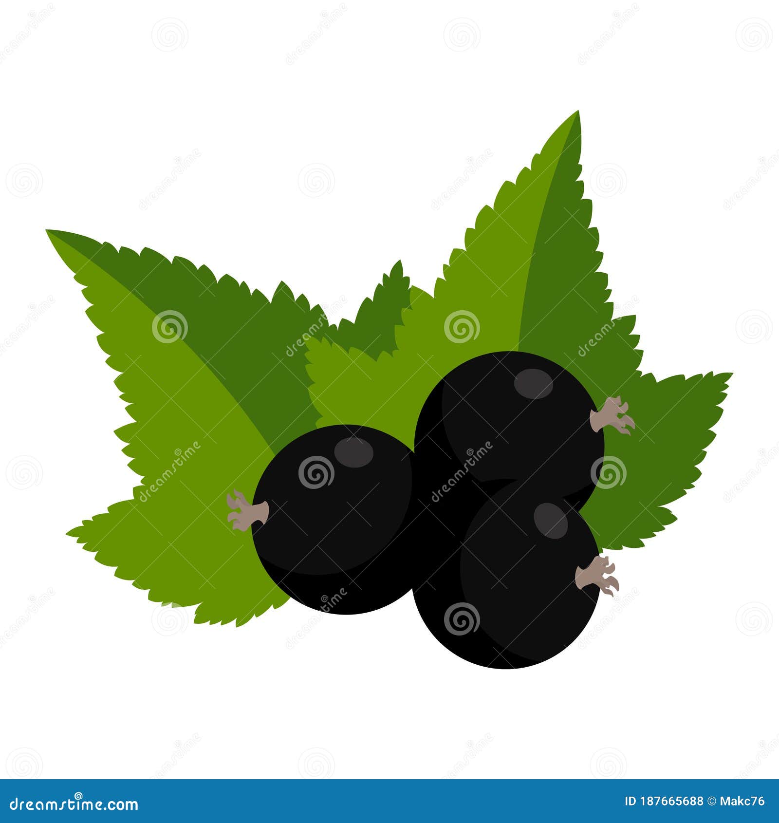 Black Currants with Leaves, Isolated on White Stock Vector ...