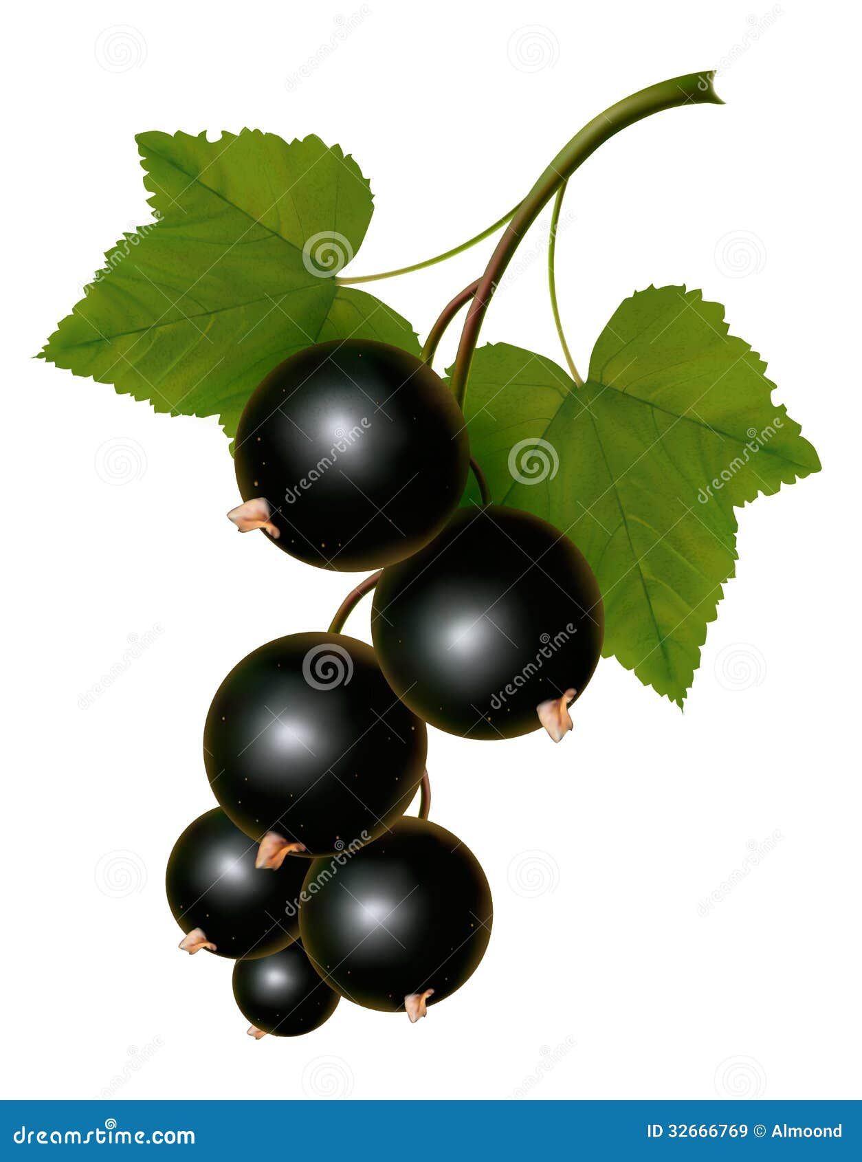 Black Currants with Leaves. Stock Vector - Illustration of pile, food ...